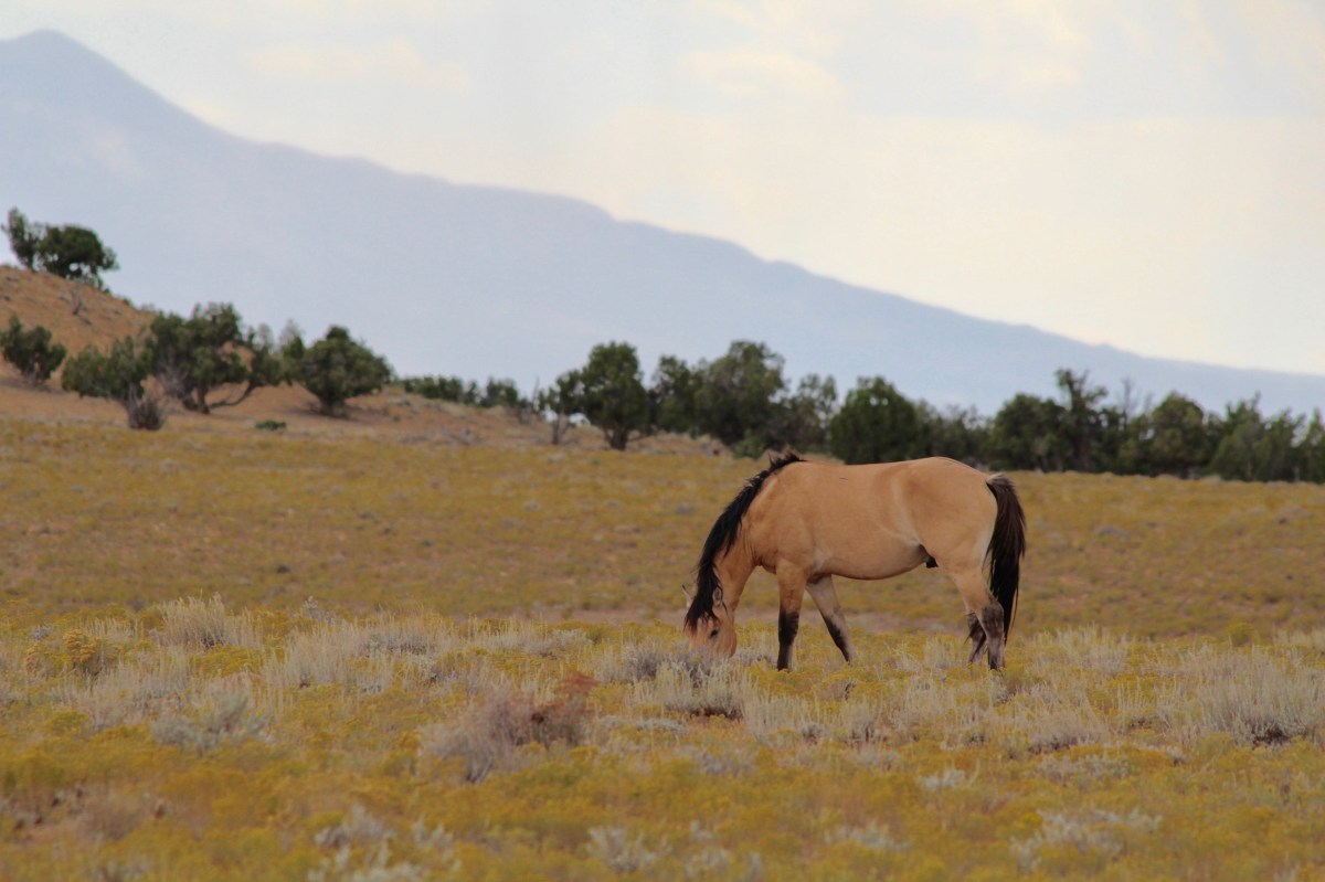 TBT: Finding Wild Mustangs – Centered in the Saddle