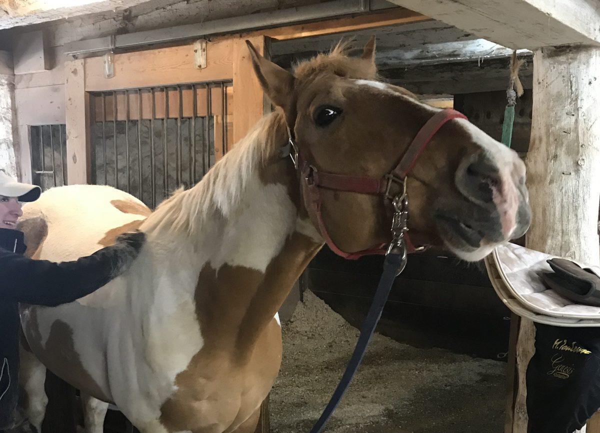 Posture Prep Cross Fiber Groomer – Centered in the Saddle